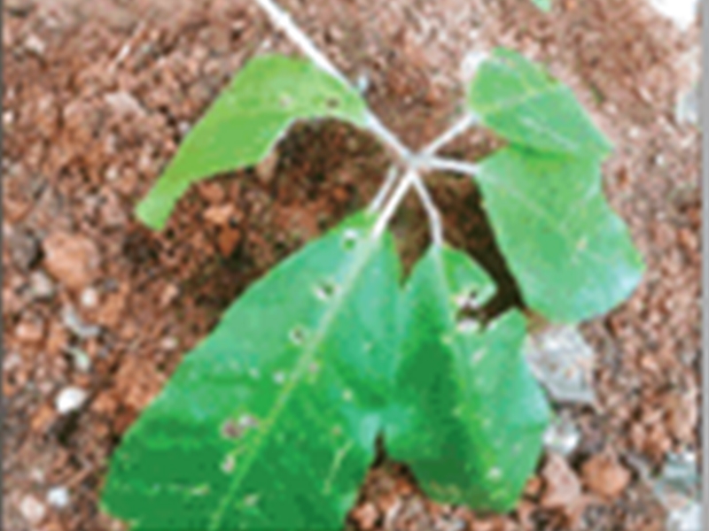 World Cancer Day 2020 : कैंसर के लिए अचूक औषधी है 'दहीमन', सिर्फ कोरबा ...