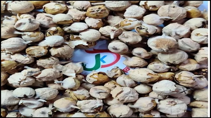 Paneer Flower: पनीर के फूल भी सेहत के लिए लाभदायक जानें पनीर फूल के ...