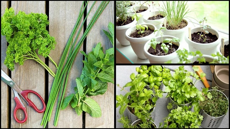 Health News: बड़े काम की है ये जड़ी-बूटियां घर पर भी उगा सकते हैं ...