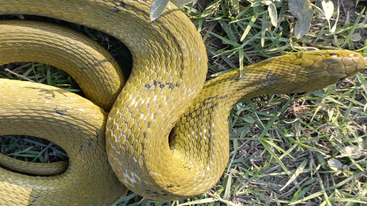 कोरबा में मिला दुर्लभ प्रजाति का सांप कीलबैक, सुरक्षित छोड़ा गया जंगल ...