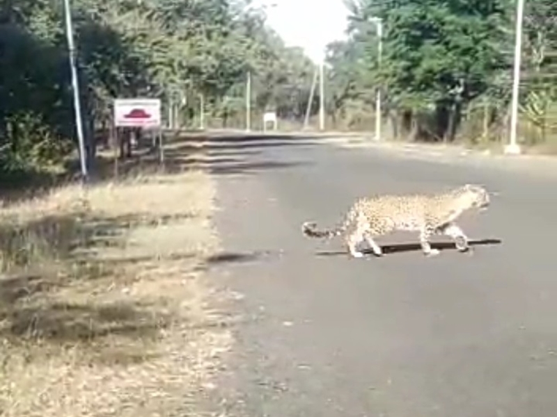 Tendua in Jabalpur Viral Video: खमरिया में तेंदुआ समेत शावकों की ...