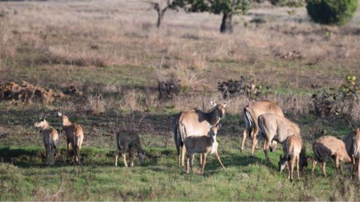 Wildlife in Madhya Pradesh: वन्य प्राणियों के सफल स्थानांतरण का उदाहरण ...