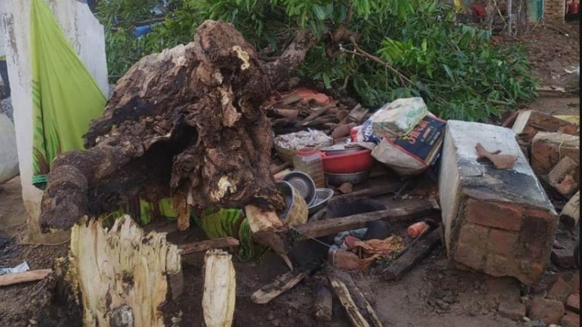 Dhamtari News: सांकरा के बाजार में आम पेड़ धराशायी, दबने से पकोड़े ...