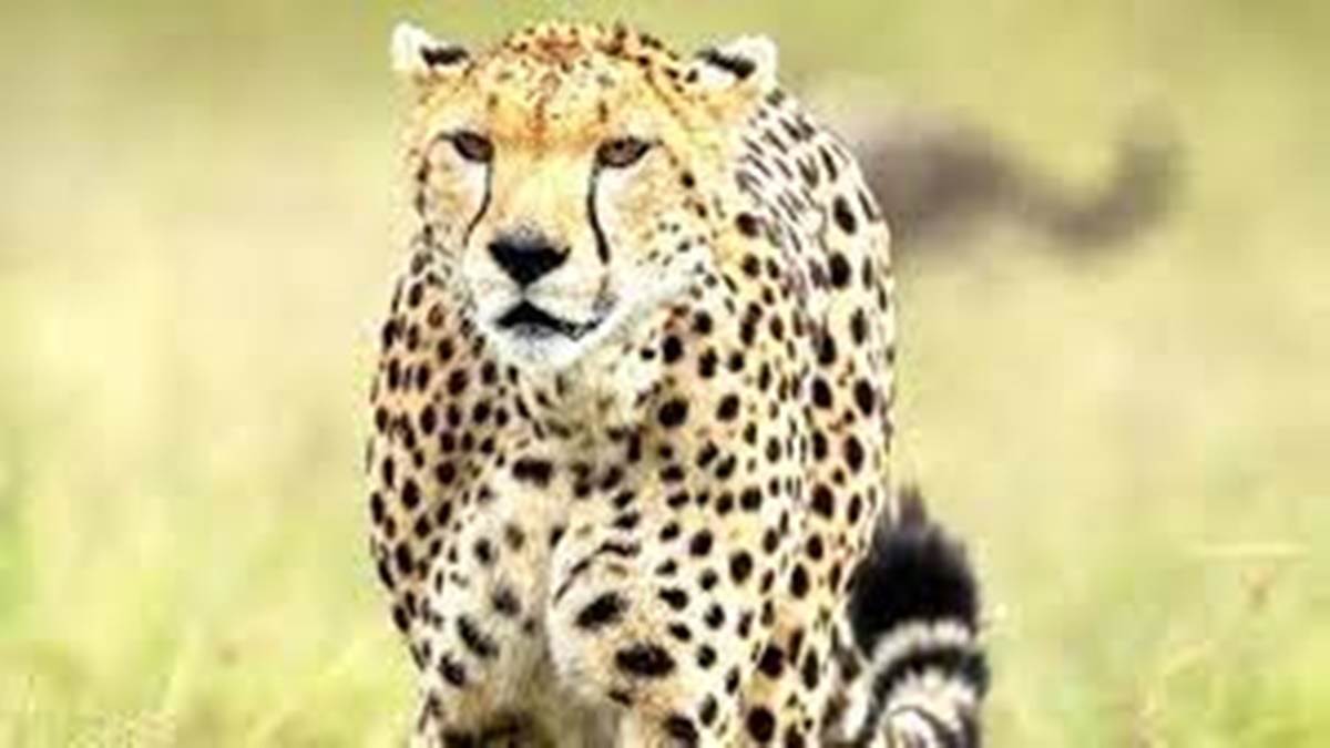 Kuno Cheetah Project: नर चीता उदय की मौत के कारण से नहीं उठ पाया पर्दा