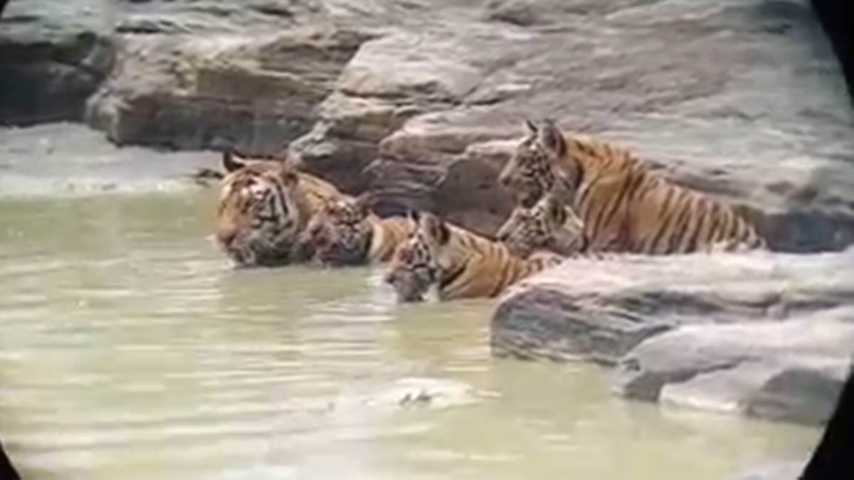 Panna Tiger Reserve: वीडियो देखिये, अपने 4 शावकों के साथ पानी में मस्ती ...
