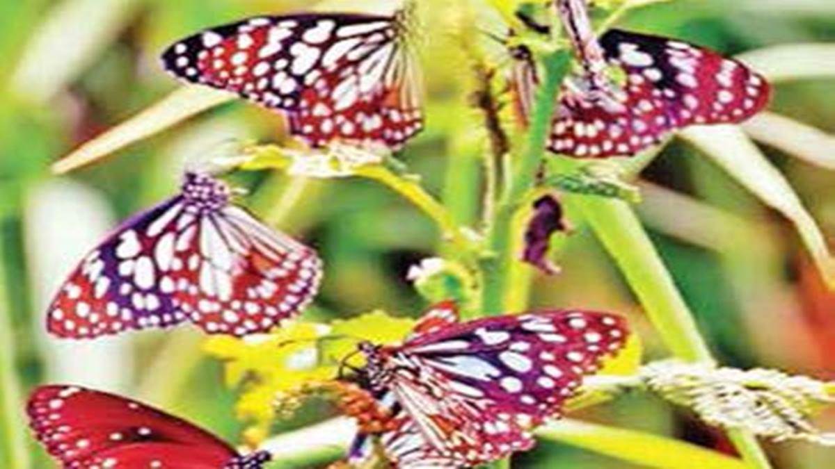 Butterfly Park Indore: पर्यटकों के लिए रालामंडल में अगले महीने तितली ...