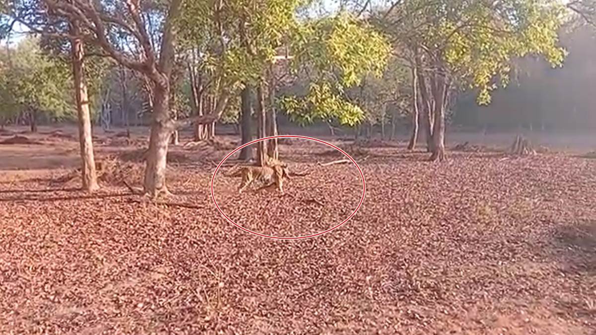 Kanha National Park: मुंह में शिकार दबाकर ले जाता दिखा बाघ, पर्यटकों ने ...