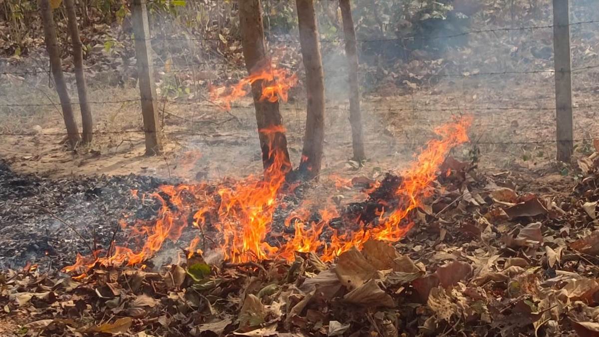 CG Forest Department News : फायर लाइन कटाई, ताकि जंगल में न लगे आग ...