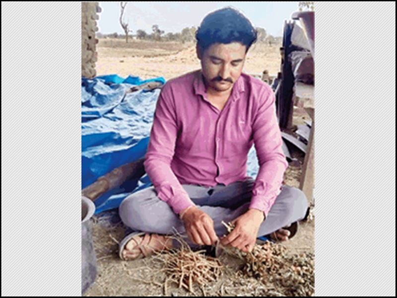 Aao Rope Acche Paudhe: देवास में तुलसी बनी किसानों के लिए 'तारणहार ...