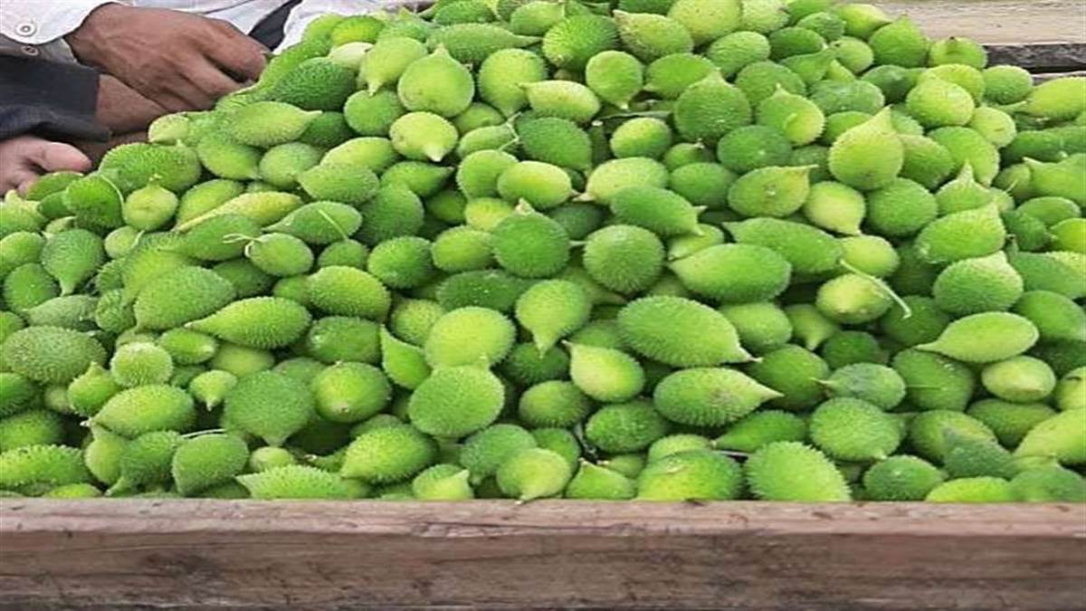 चंबल में उगता है ताकतवर ककोड़ा, बारिश में बिना खेती ही कमाई का बना जरिया