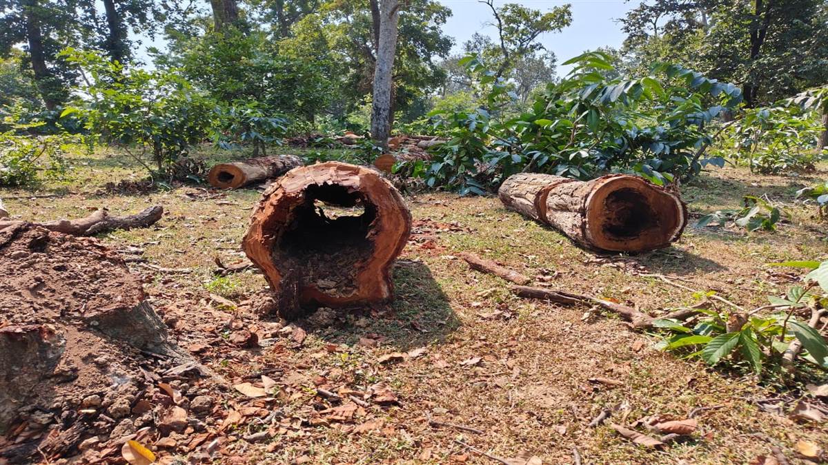 Korba News : बेशकीमती साल वृक्षों पर बोरर महामारी का खतरा, काटे जाएंगे ...