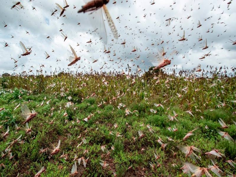 पाकिस्तान में टिड्डियों से निपटने के लिए चीन भेजेगा ऐसी अनोखी फौज ...