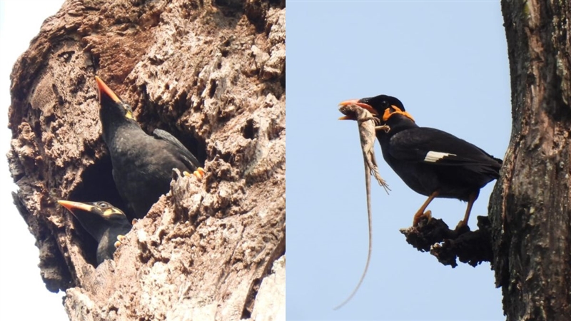 Jagdalpur: बस्तर पहाड़ी मैना के होने लगे दर्शन कांगेर के गांवों में ...