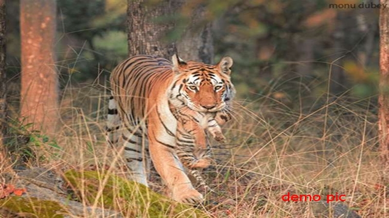 VIDEO Tiger in Bhopal: वाल्मी क्षेत्र में नजर आया बाघ नदी पार की और ...
