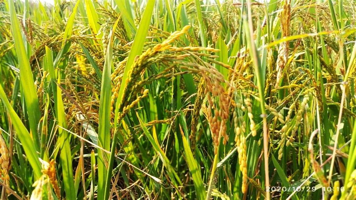 CG News: धान और मक्का की खरीदी एक नवंबर से शुरू - CG News Procurement of paddy and maize starts ...