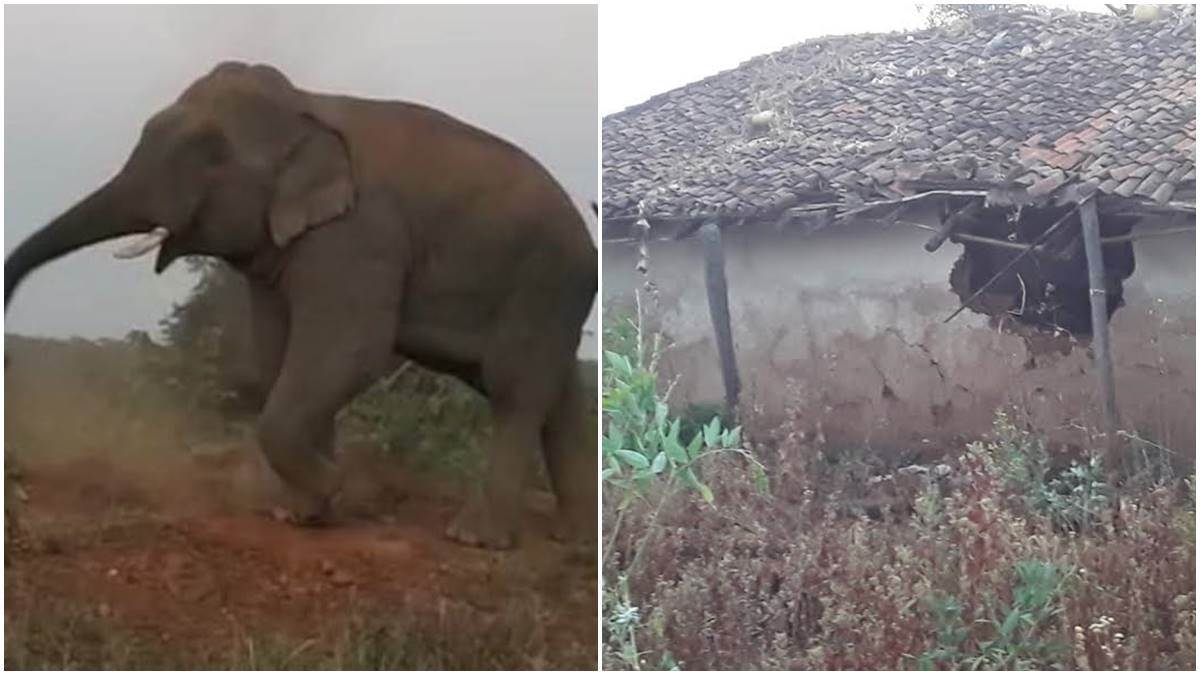 elephant terror in Kawardha: हाथियों के झुंड ने मचाया आतंक, बार-बार ...