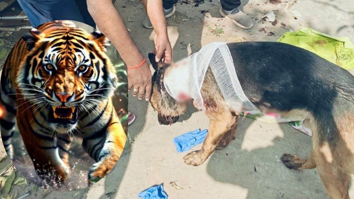 टाइगर vs जर्मन शेफर्ड, घायल होकर भी जीत गया डॉग... बचा ली परिवार की जान ...