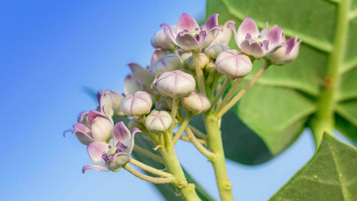 Aak Leaves Benefits: मांसपेशियों के दर्द से परेशान है तो आक के पत्ते ...