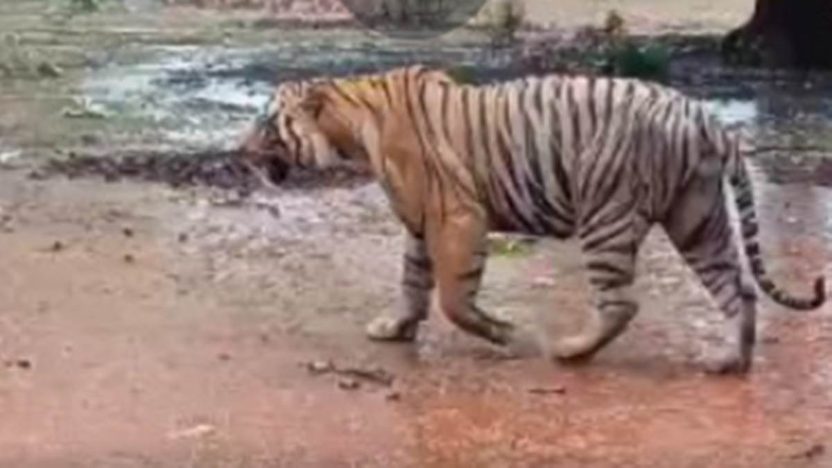 Shahdol News : गांव के पास चहलकदमी करते हुए दिखा बाघ, वीडियो हुआ वायरल