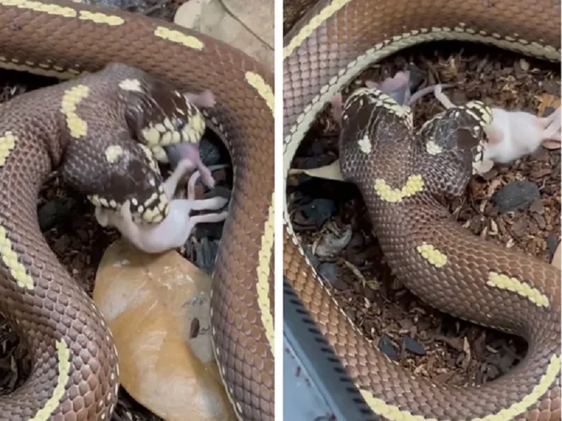 Two Headed Snake: दो मुंह वाले सांप का वीडियो आया सामने, एक साथ निगल ...