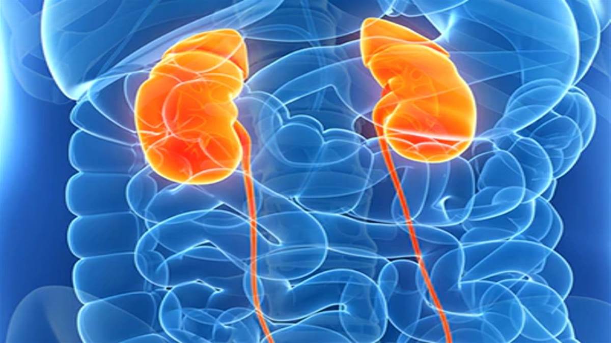 Kidney Damage: कभी किडनी नहीं होगी फेल, अगर सुधार लेंगे अपनी ये गलतियां ...