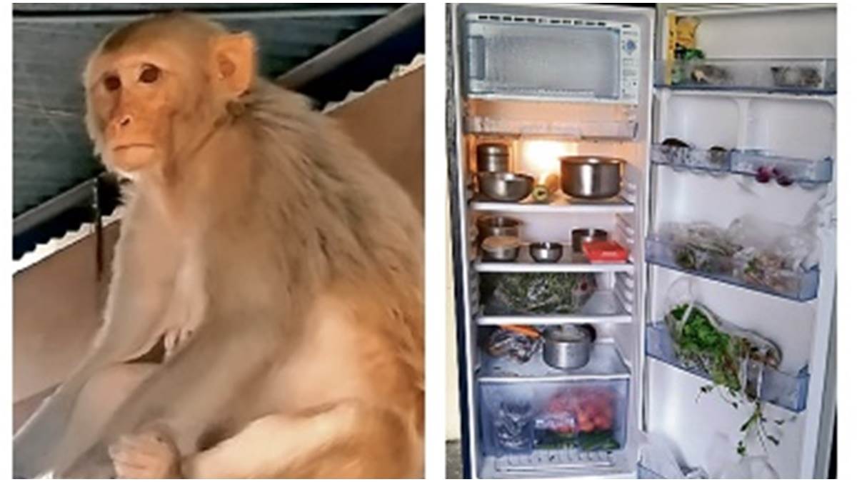 बेखाैफ हो गई बंदरों की टोली... फ्रिज खोलकर खा लेते हैं केले और मूंगफली ...