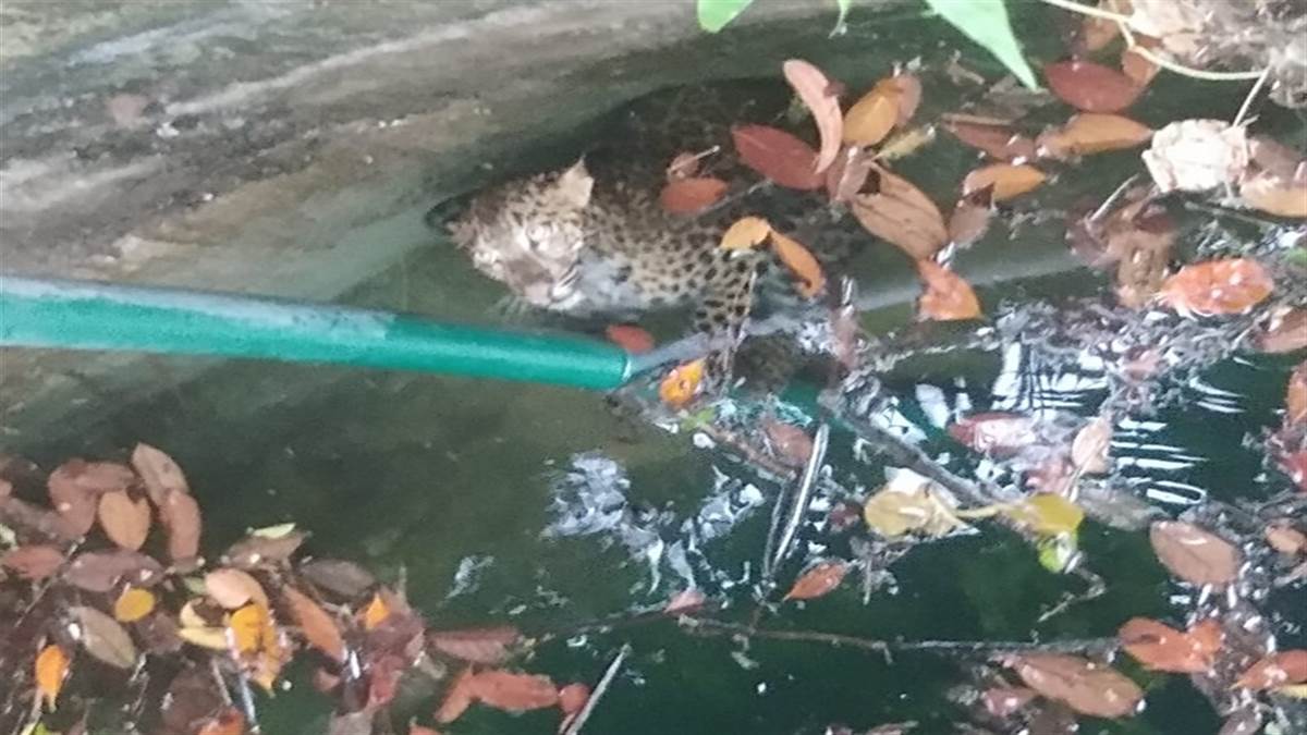 कुएं में गिरी मादा तेंदुआ, रातभर पाइप पकड़कर बैठी रही, सुबह वन विभाग ने ...
