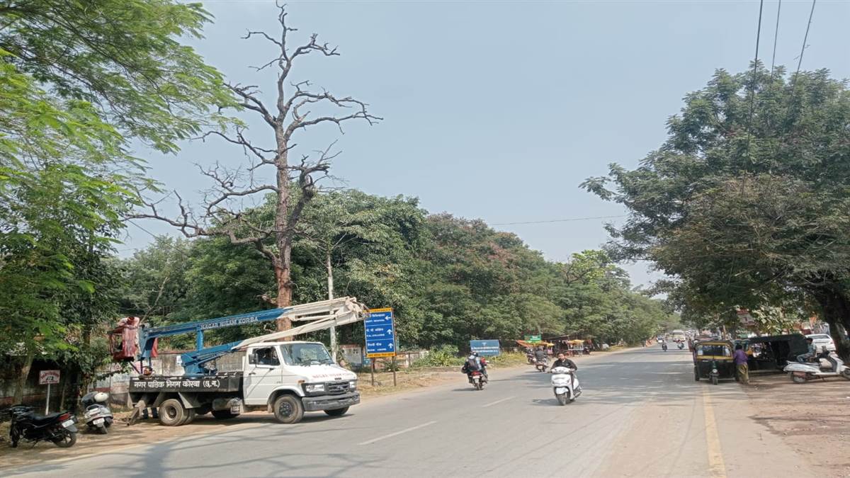 Korba News: अस्पताल के प्रवेश द्वार पर सूखा सरई पेड़ ढहने के कगार पर ...