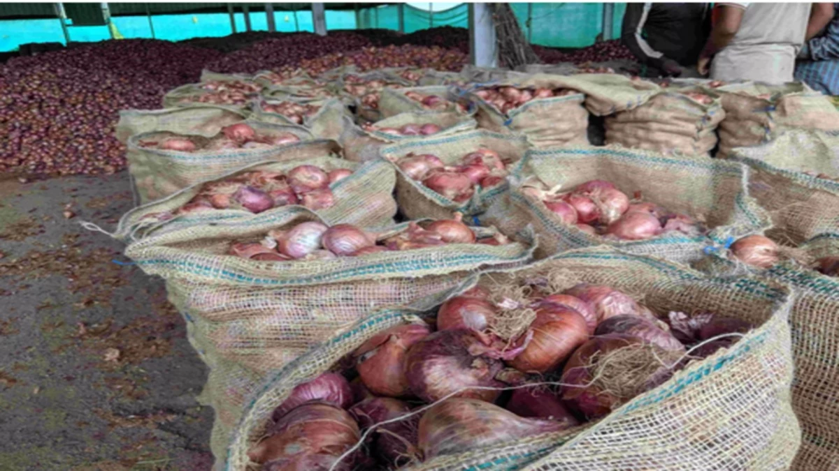महाराष्ट्र से नई प्याज आने के बाद भी दाम नहीं घट रहे, बाजार में अभी पचास रुपये किलो - Even after ...