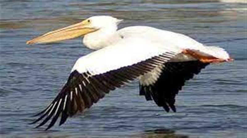 Jabalpur Migratory Bird News : दो सौ पहुंचे इमली के पेड़ पर जमाया डेरा ...