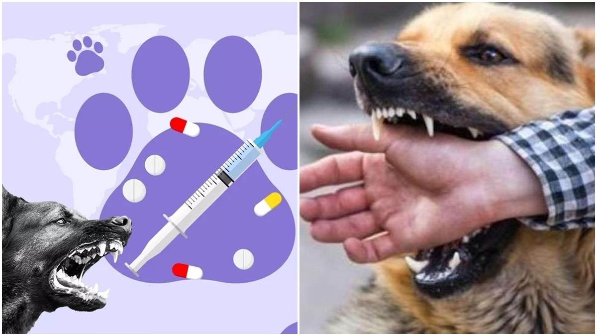 Ratlam News: रेबीज फ्री सिटी योजना में होगा श्वानों की संख्या पर ...