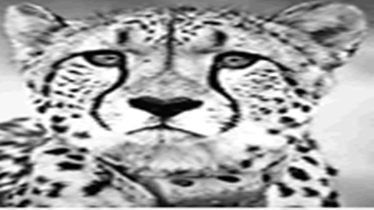 Cheetah Project in MP: चीता साशा की मौत.. सुप्रीम कोर्ट ने मांगा ...