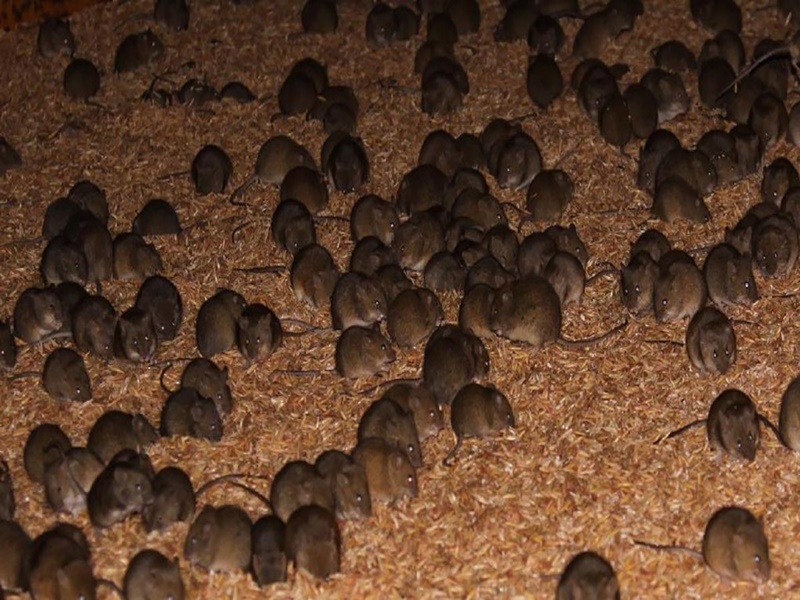 Australia Rat Plague 2021: कोरोना के बीच अब ‘प्लेग’ का खतरा ...