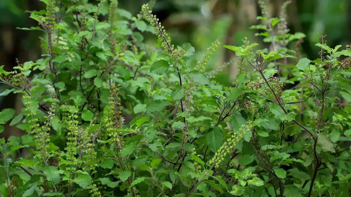 जान लीजिए तुलसी की पत्तियों को तोड़ने के नियम, वरना दरिद्रता नहीं ...