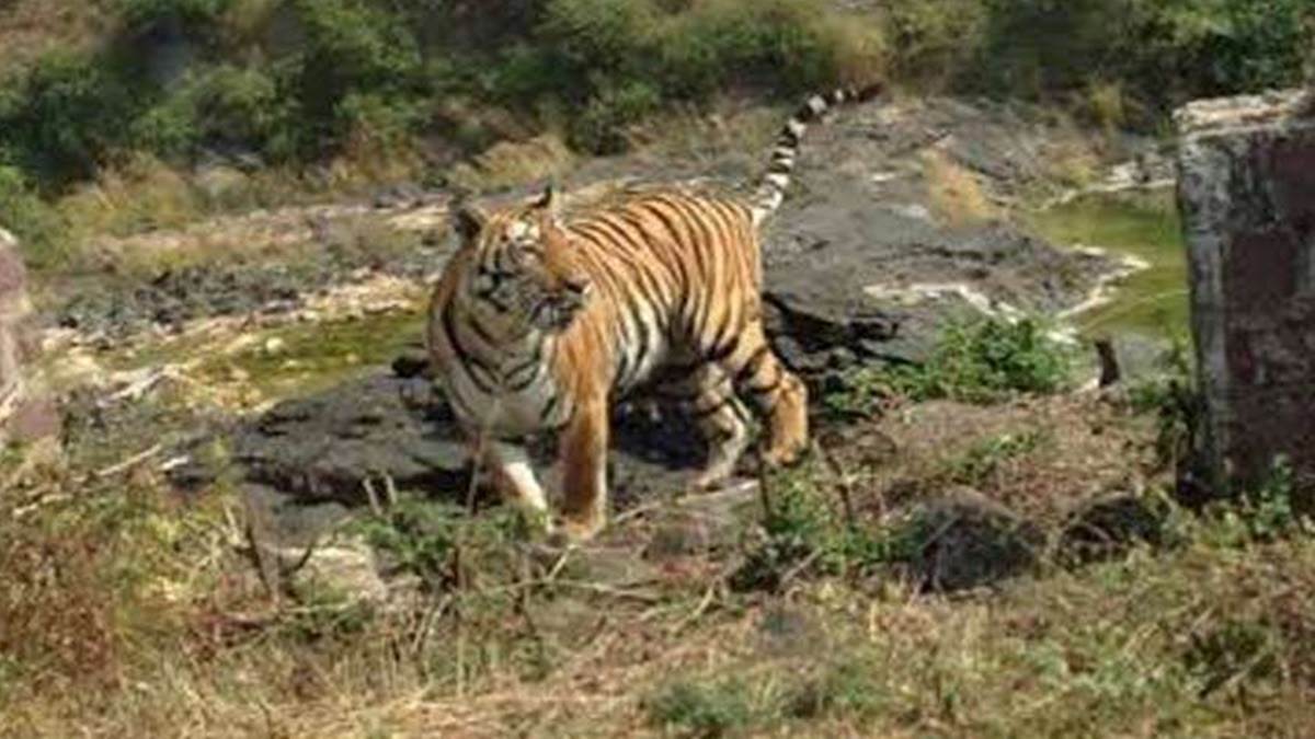 Urban Tiger Model: पीलीभीत, जयपुर और जबलपुर में लागू किया जाएगा भोपाल ...