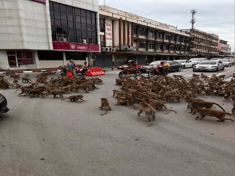 Monkeys Gang War Video: थाइलैंड में 100 से ज्यादा बंदरों के बीच सड़क पर ...