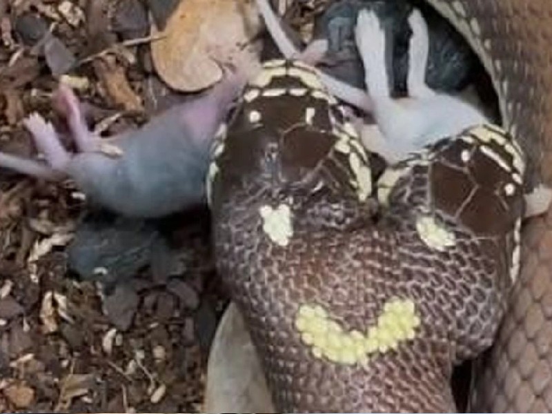 Viral Video: 2 चूहों को एक साथ निगल गया दोमुहां सांप, वायरल हो रहा ...