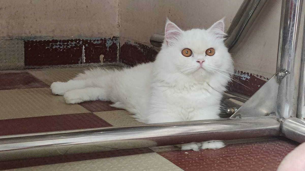 Indore Crime News: मुंह मांगा नेग नहीं देने पर विदेशी नस्ल की बिल्ली ...