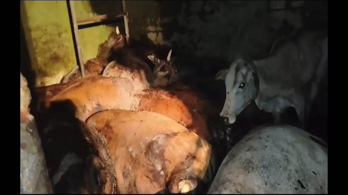 सीएम ने जिस माडल गोठान का किया था उद्घाटन वहां 13 गायों की भूख से मौत ...