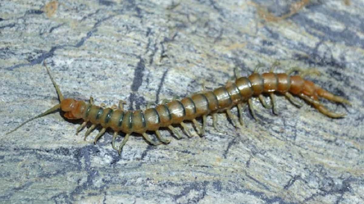 धनतेरस के दिन इस कीड़े का दिखना होता है शुभ, धन के आगमन का है संकेत ...