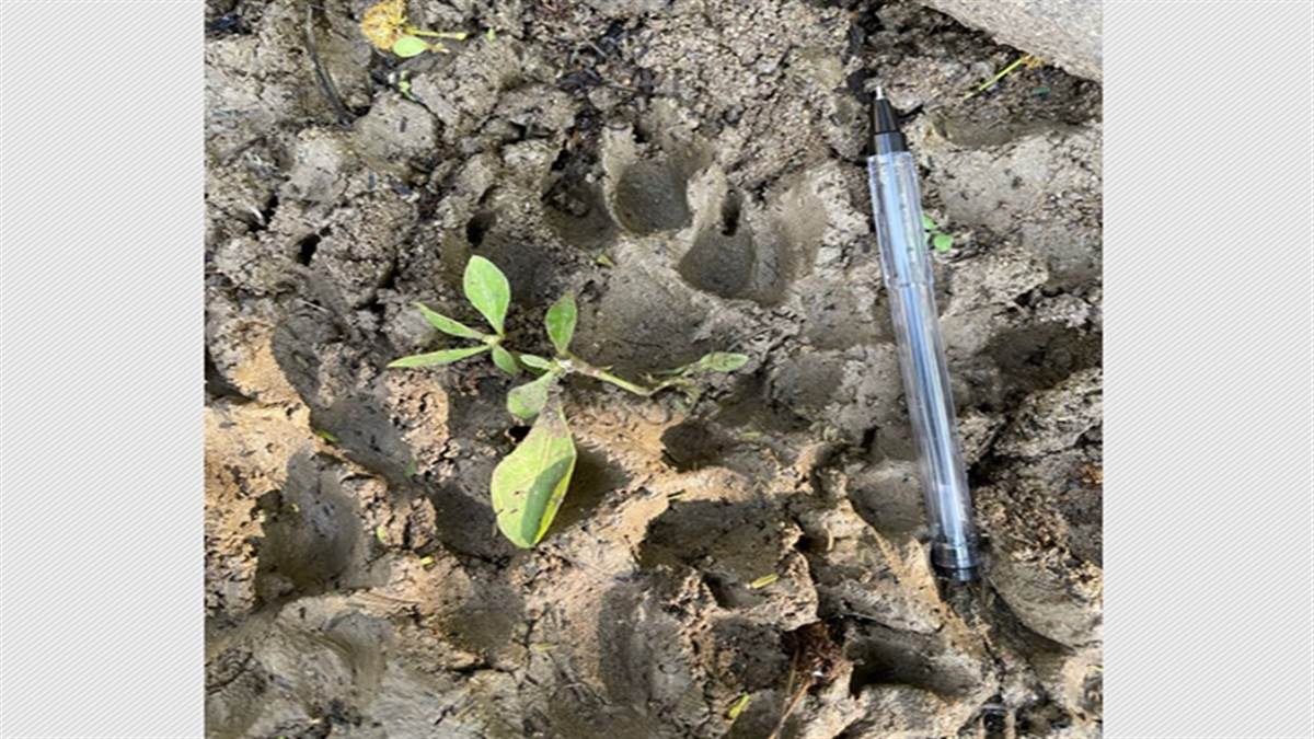 Leopard in Indore: इंदौर के खुड़ैल में पिंजरों में कैद नहीं हुआ तेंदुआ ...