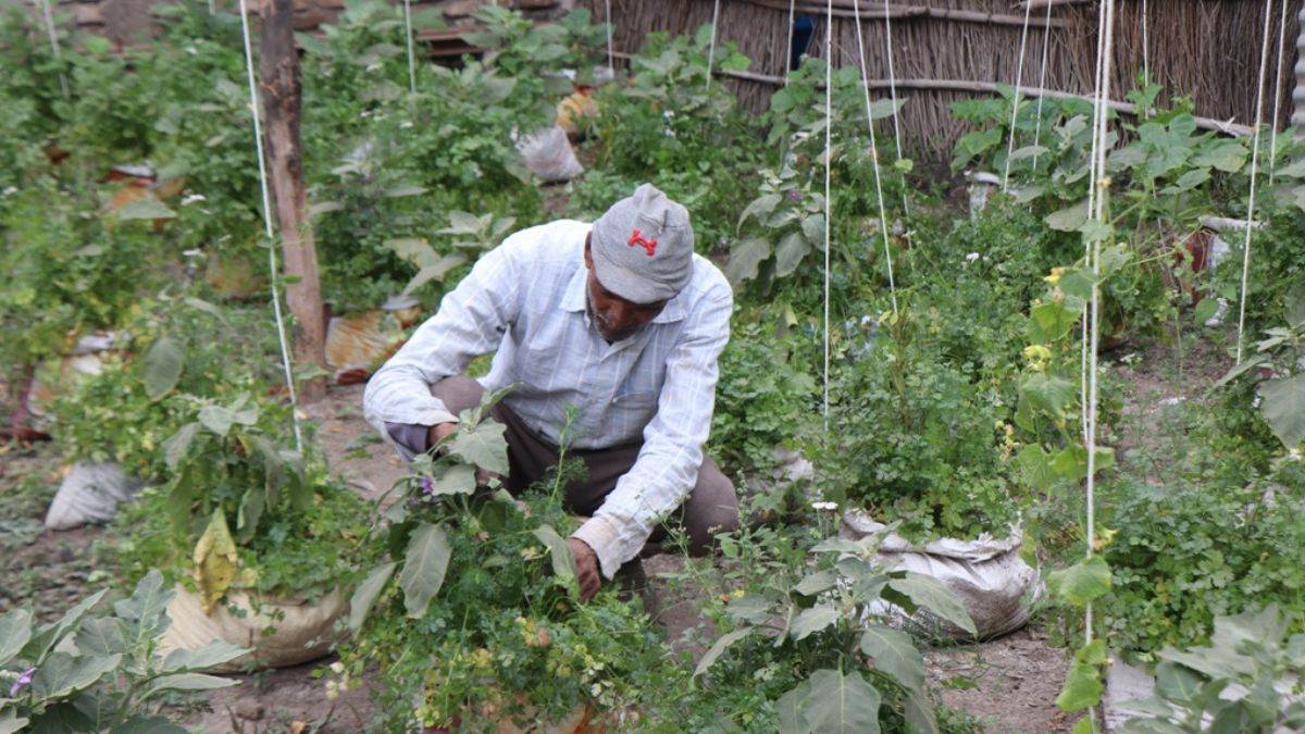 Organic Farming Indore: पूर्व सैनिक ने खुद के लिए घर पर ही शुरू की ...