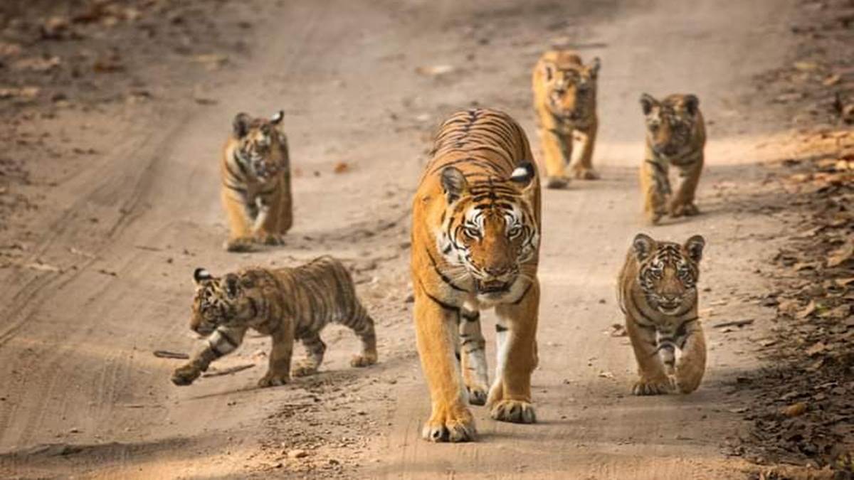 Mandla News : बाघिन को पांच शावकों के साथ देखकर पर्यटक रोमांचित ...