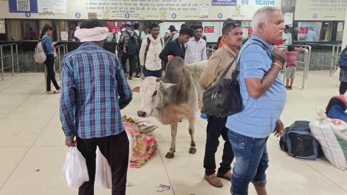 Bilaspur Railway News: स्टेशन के प्रतीक्षालय में सांड, यात्रियों को ...