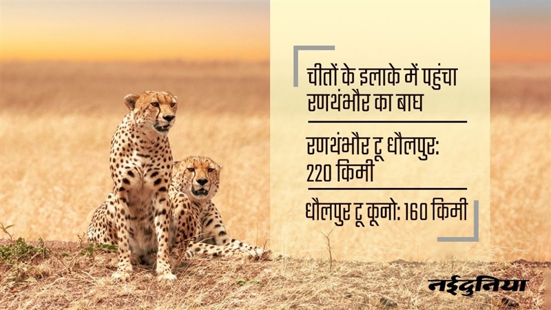 रणथंभौर का बाघ 380 किमी का सफर तय कर पहुंचा कूनो धौलपुर से दूसरे बाघ ने ...