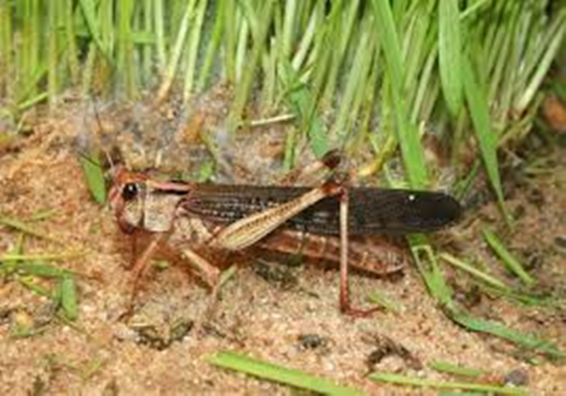 Tiddi attack in MP : भोजन की तलाश में हैं टिड्डियां, प्रजनन के लिए अभी ...