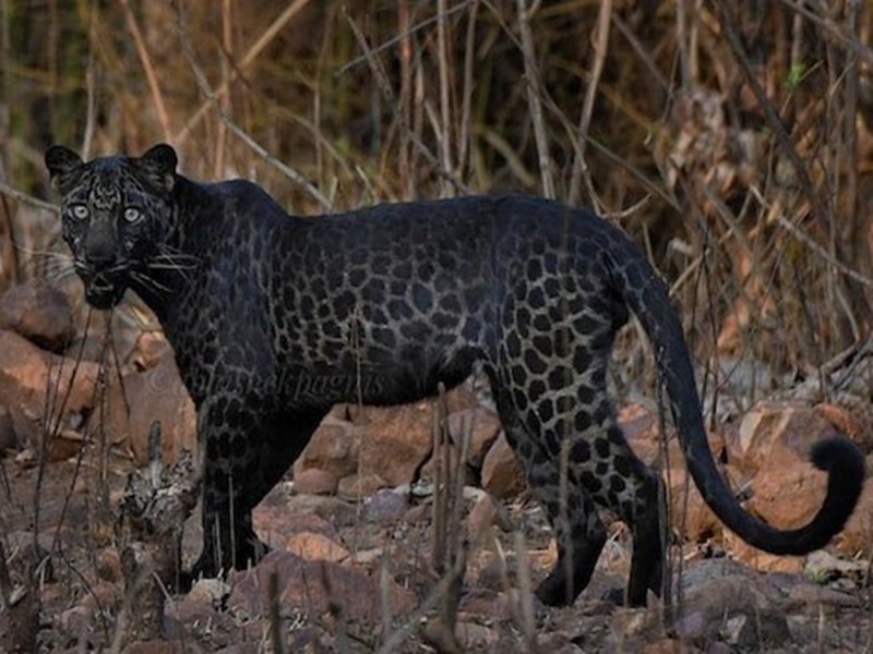 Viral हो रही Black Leopard की ये तस्वीर, जानिए क्या है इसकी सच्चाई ...