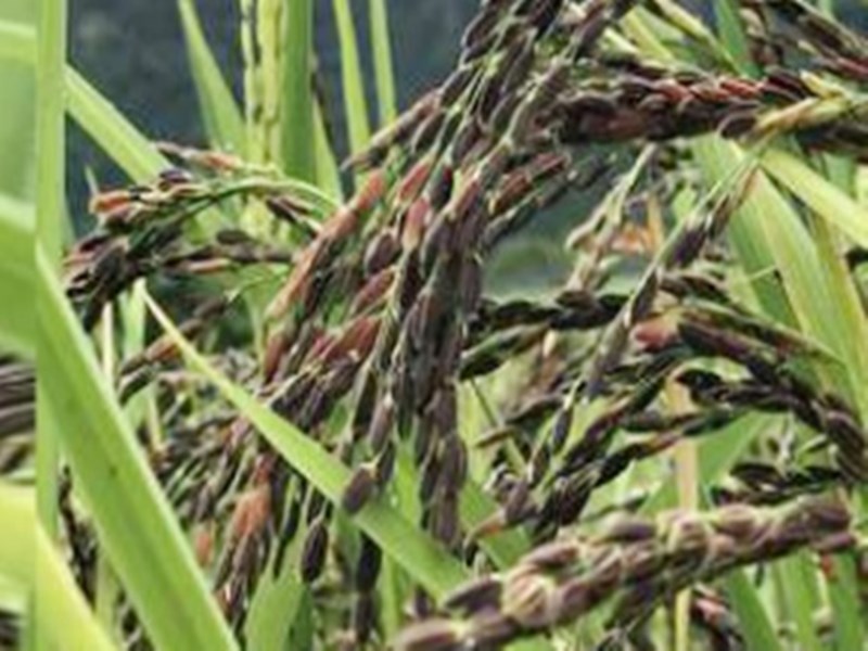 Black Rice : सिवनी में सेहतमंद काला चावल उगा रहीं महिलाएं, जैविक खेती ...