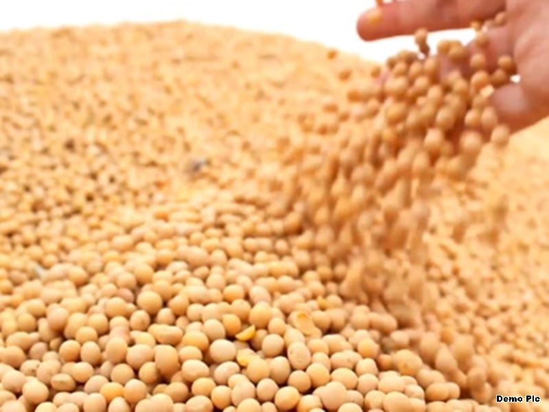 Soybean Price Indore: सोयाबीन वायदा पहली बार पांच अंकों में, 10 हजार ...