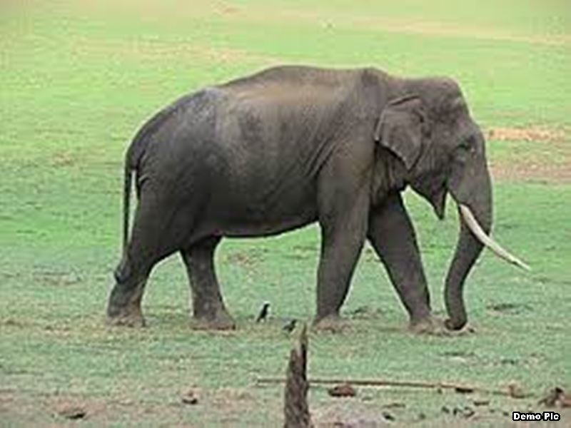 Mandla News: साथी की मौत के बाद आक्रामक हुआ हाथी, दो ग्रामीणों को किया घायल